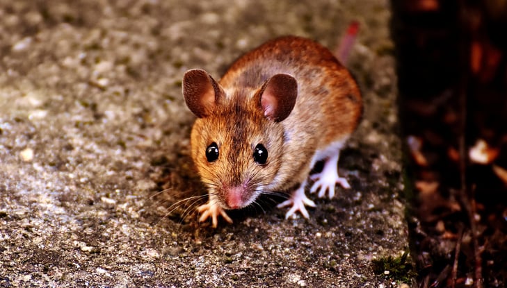 Where Do Mice Hide During The Day?