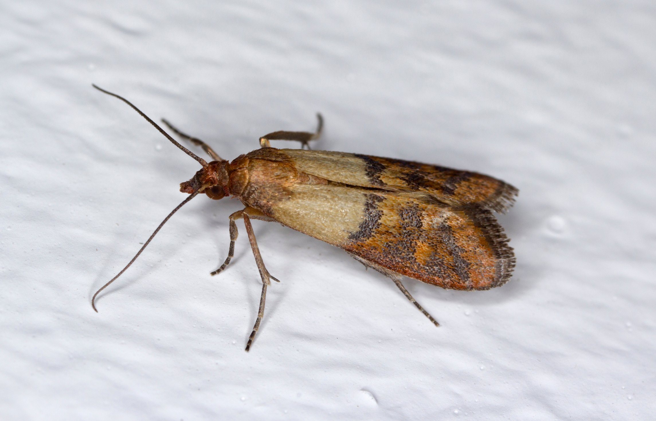 Exterminate and Prevent Grain Pests with EcoShield Pest Solutions