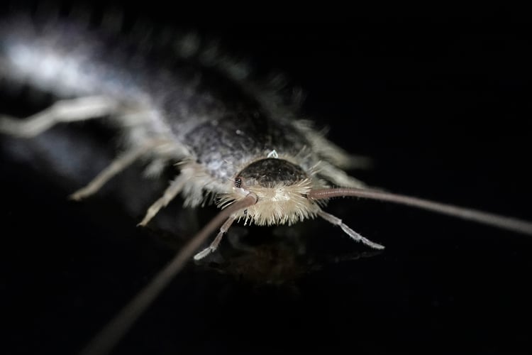 How do I Get Rid of Silverfish in my Home?
