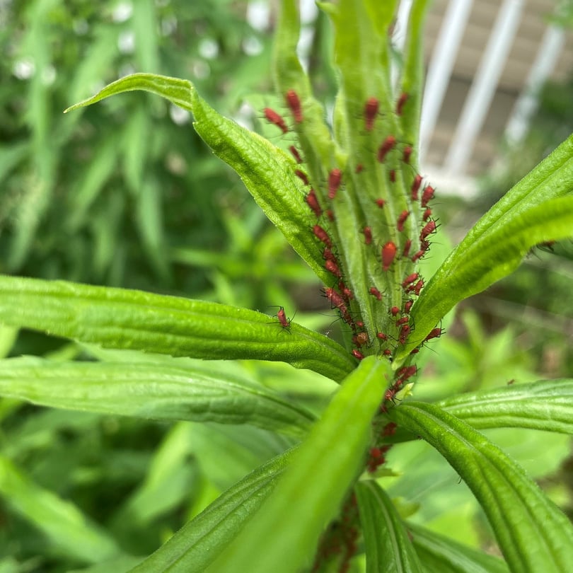 Boxelder Bug Removal | Boxelder Overwintering