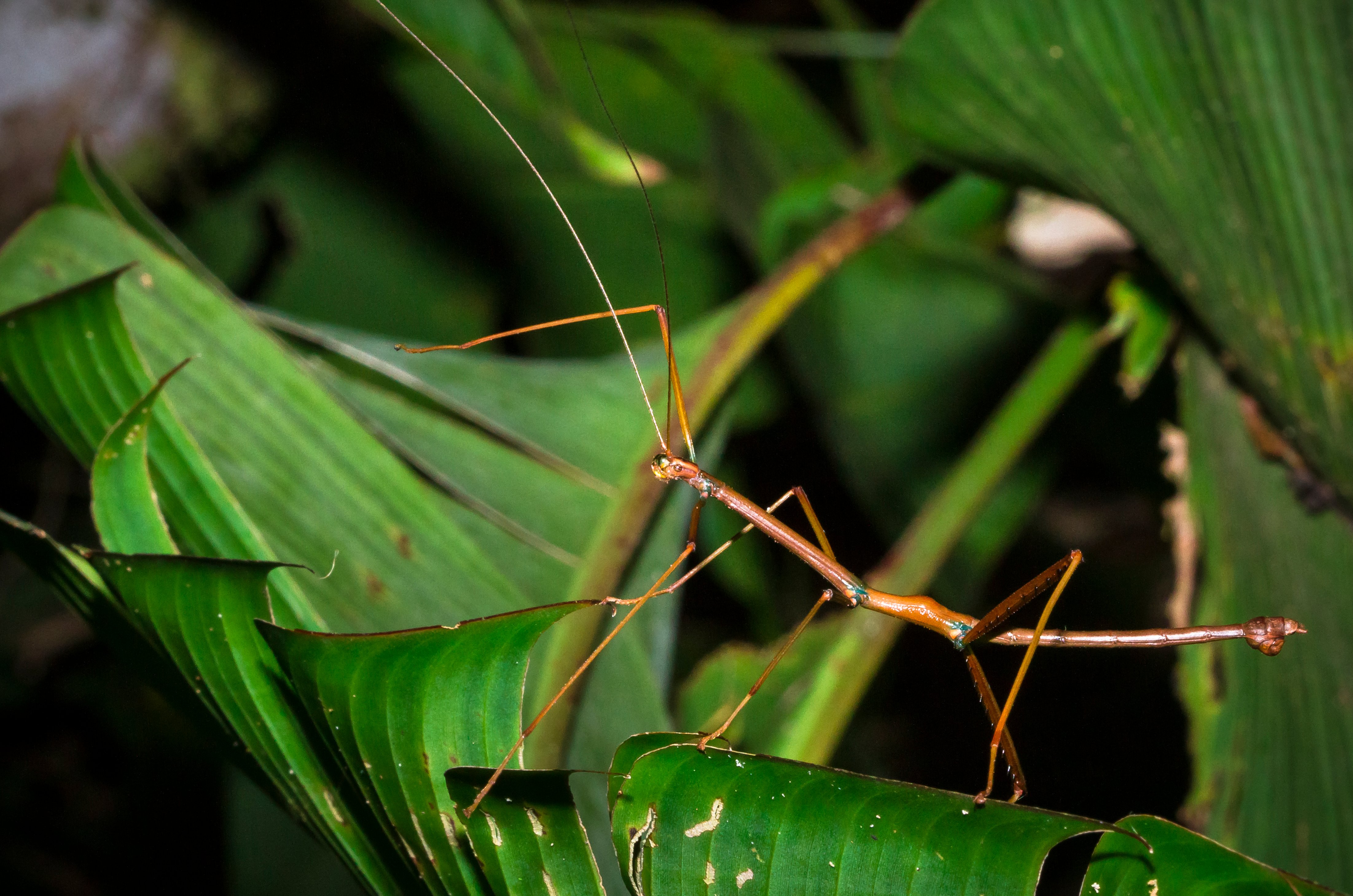 EcoShield Pest Solutions Stick Bug Removal