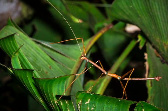 Stick Bugs in Your Yard | Are Stick Bugs Dangerous?
