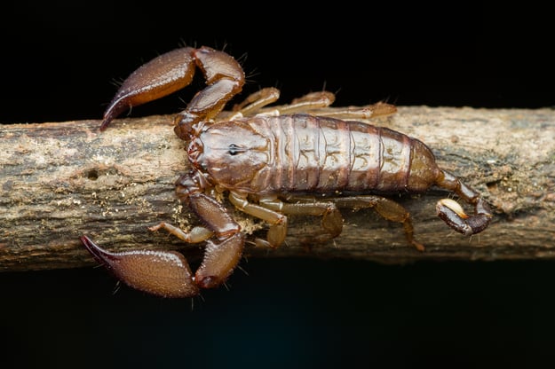 Where do Scorpions Live? (Hint: It’s Not Just Arizona!)